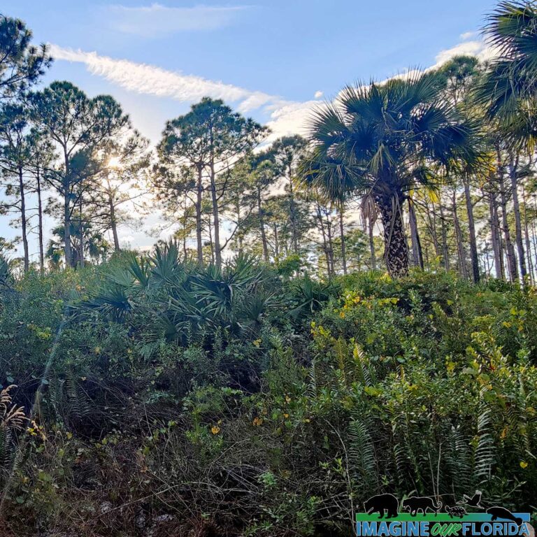 McCarty Ranch Preserve – Imagine Our Florida, Inc