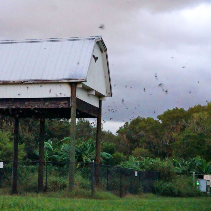 UF Bat Houses – Imagine Our Florida, Inc