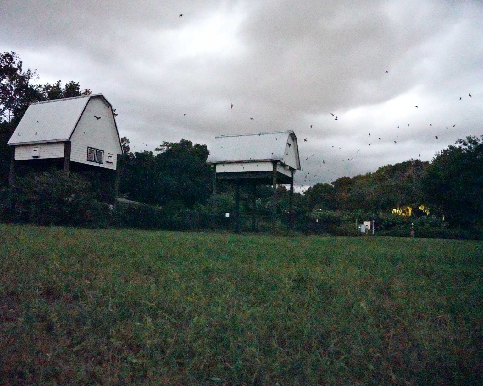 UF Bat Houses – Imagine Our Florida, Inc