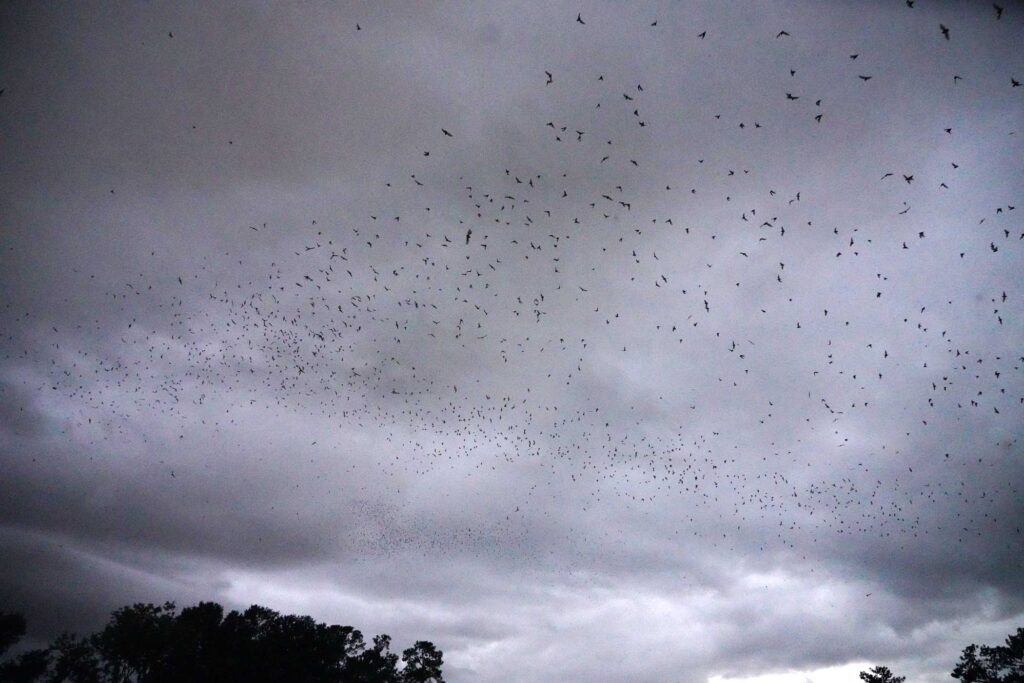 UF Bat Houses – Imagine Our Florida, Inc