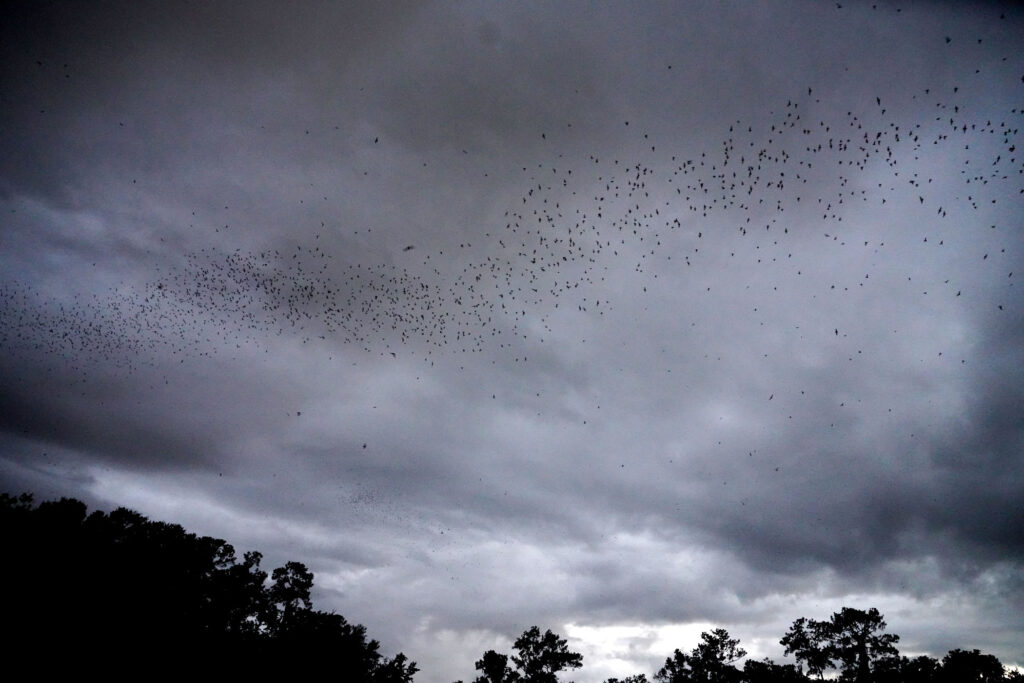 UF Bat Houses – Imagine Our Florida, Inc