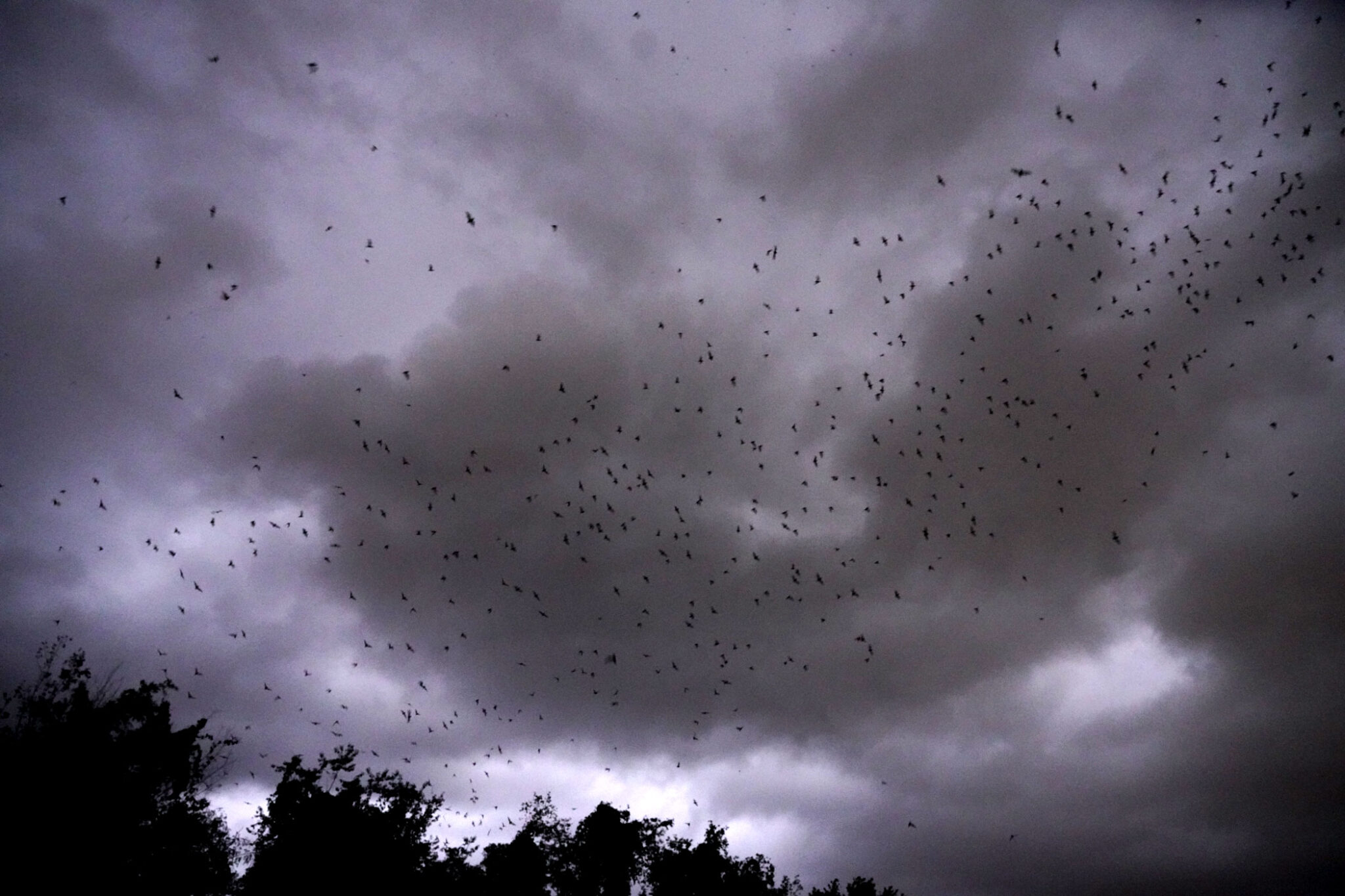 UF Bat Houses – Imagine Our Florida, Inc