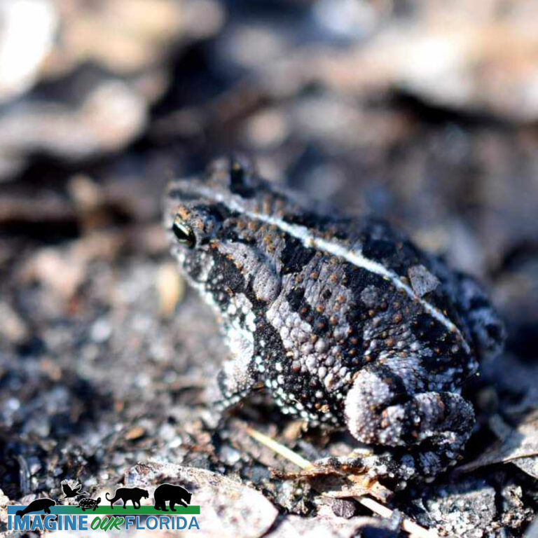 Oak Toad – Imagine Our Florida, Inc