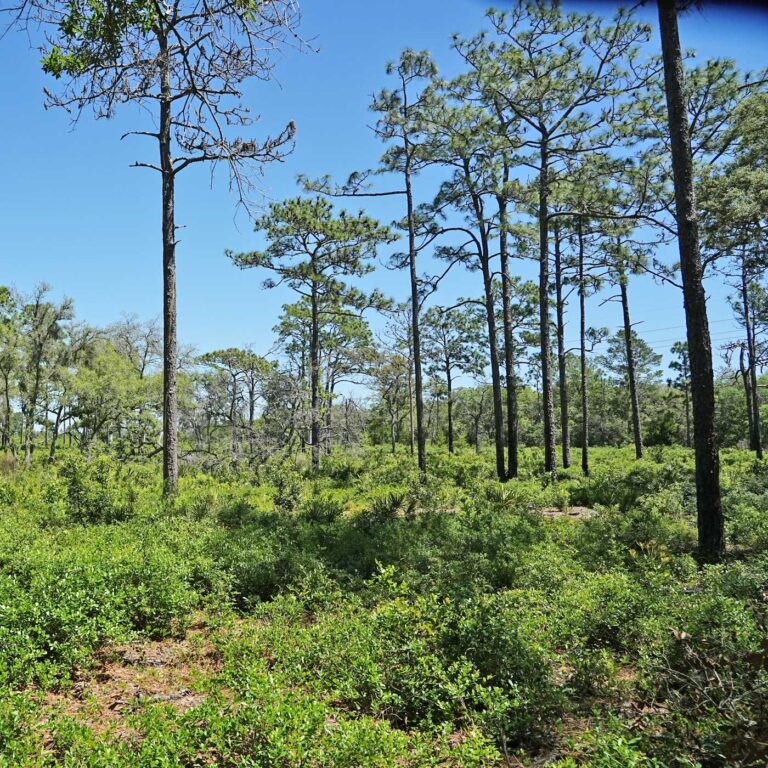 Lake Proctor Wilderness Area – Imagine Our Florida, Inc