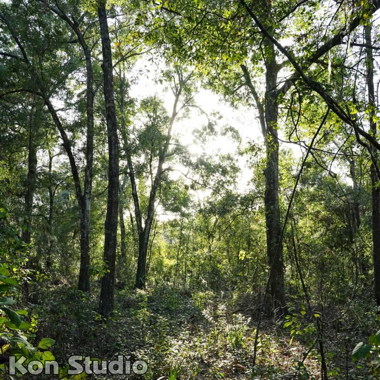 Sandhill Preserve – Imagine Our Florida, Inc