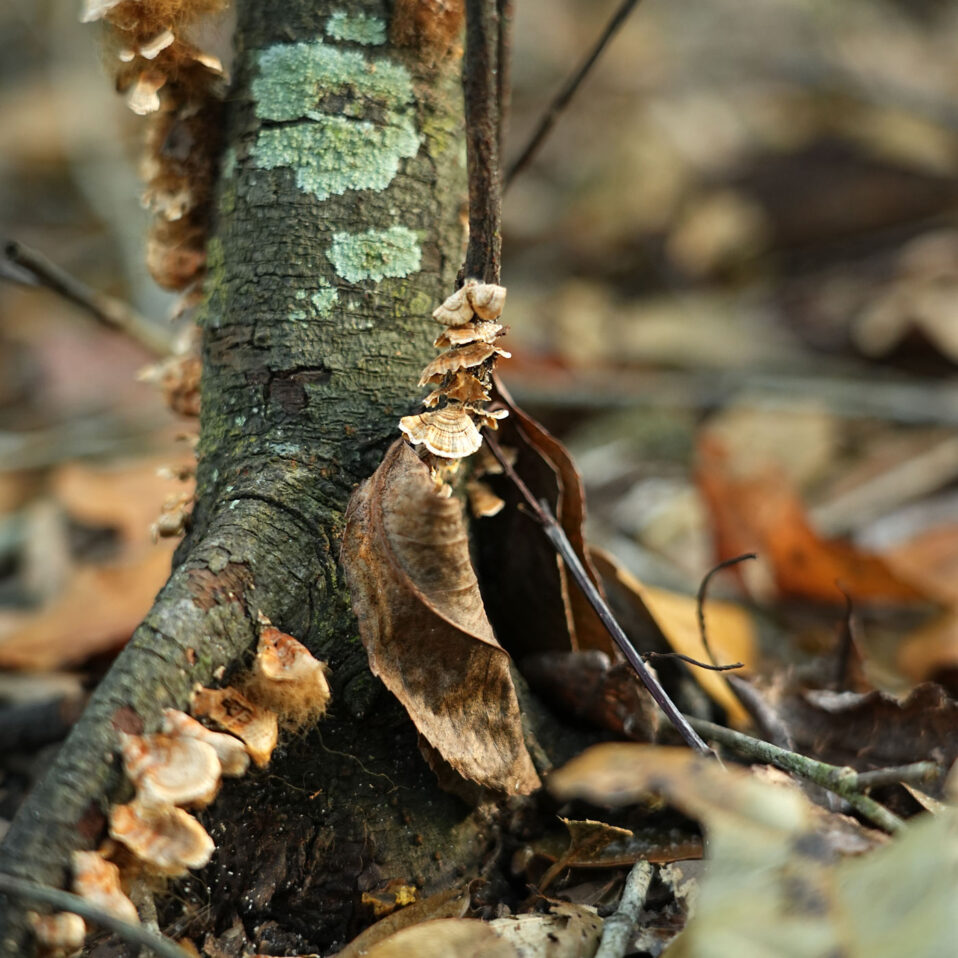 Sandhill Preserve – Imagine Our Florida, Inc