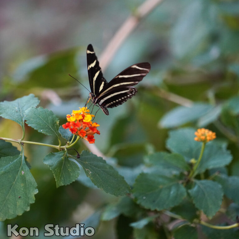 Sandhill Preserve – Imagine Our Florida, Inc
