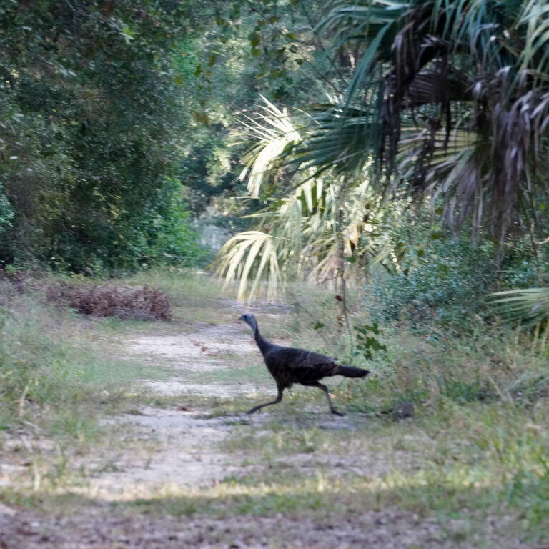 Sandhill Preserve – Imagine Our Florida, Inc