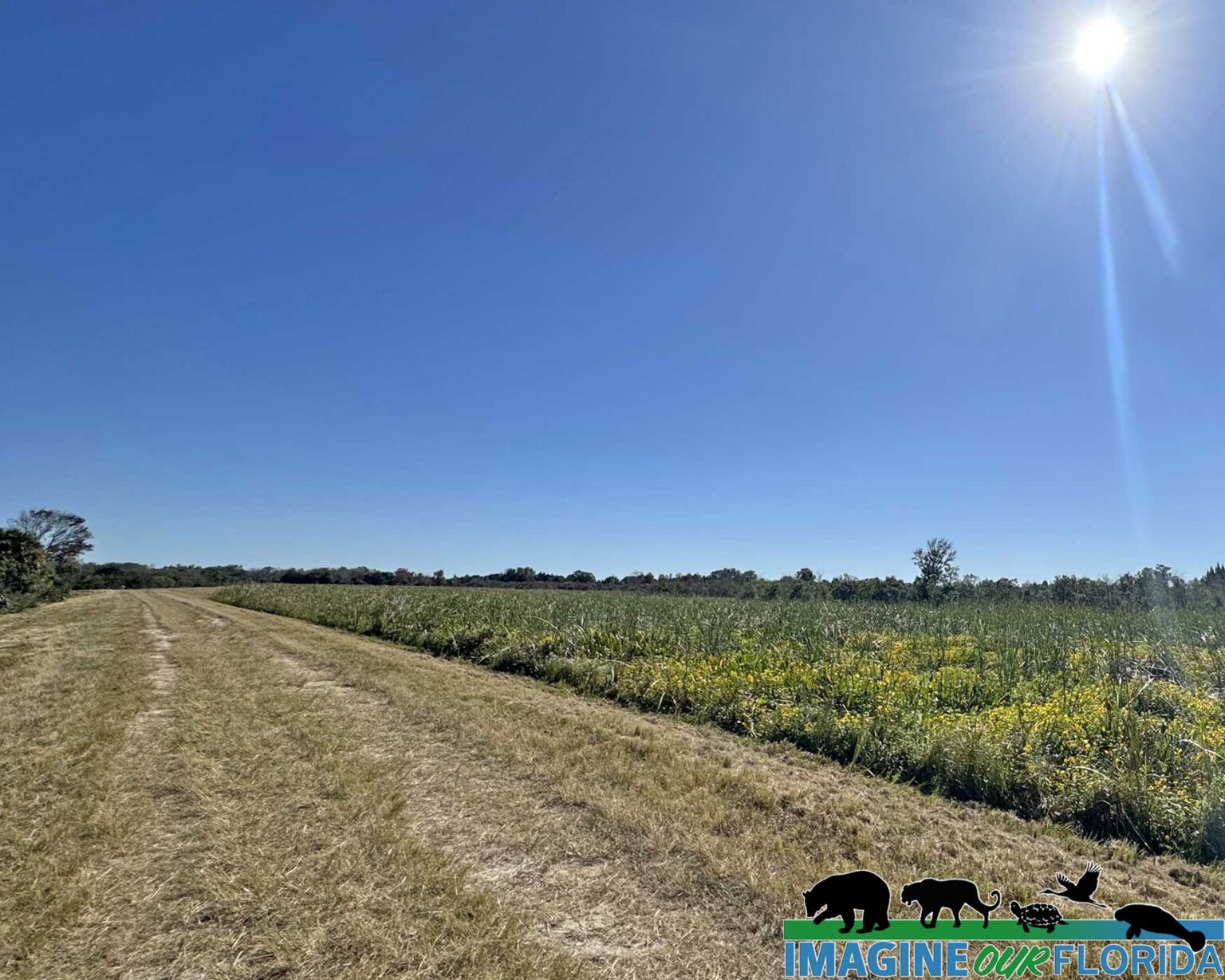 Wetlands – Definition and Description – Imagine Our Florida, Inc