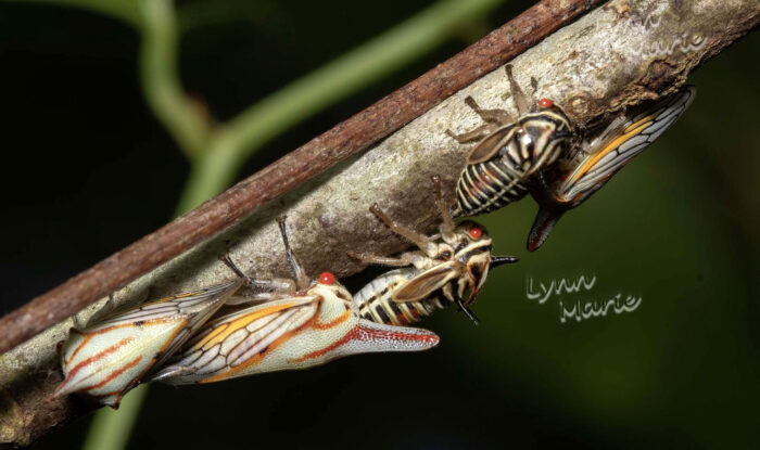 Oak Treehopper – Imagine Our Florida, Inc