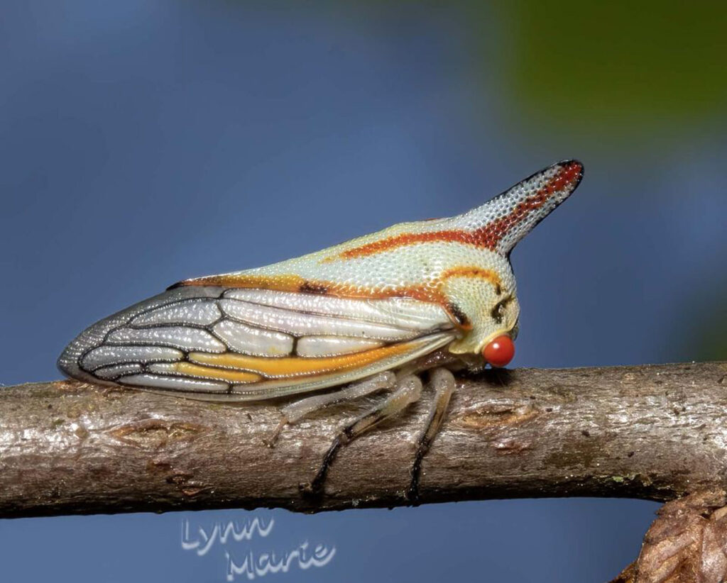 Oak Treehopper – Imagine Our Florida, Inc
