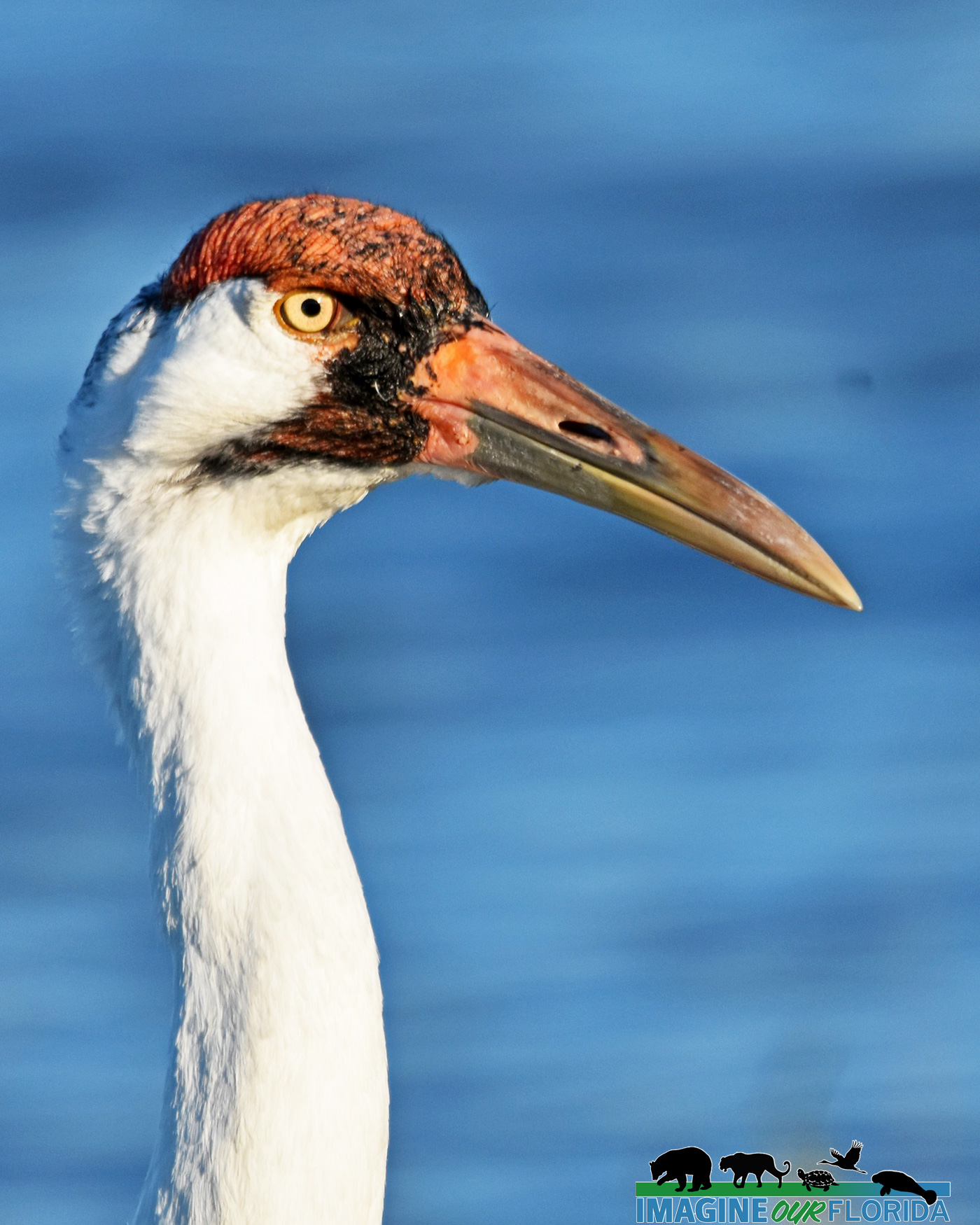 Whooping Crane Florida Size